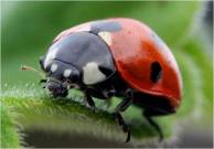 Beneficial Insects