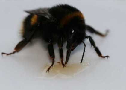 How To Help Bumble Bees With Mites