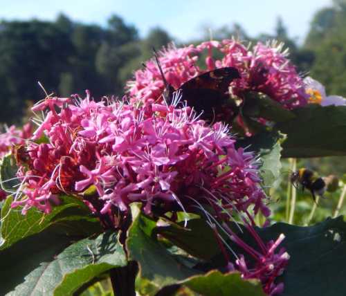 20 Flowering Shrubs For Bees