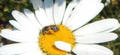 Colletes - Plasterer Bees