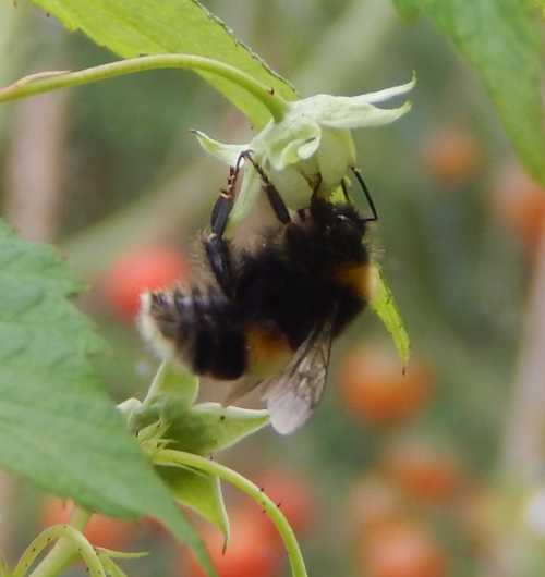 Growing Fruit And Vegetables With A Little Help From The Bees