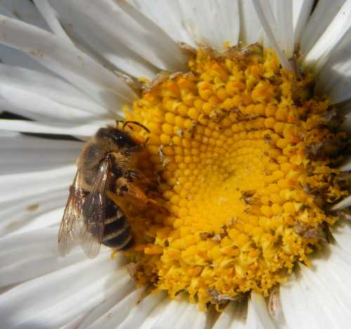 Bees Carrying Pollen