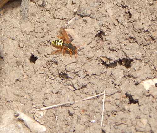 Buffish Mining Bee - Andrena nigroaenea