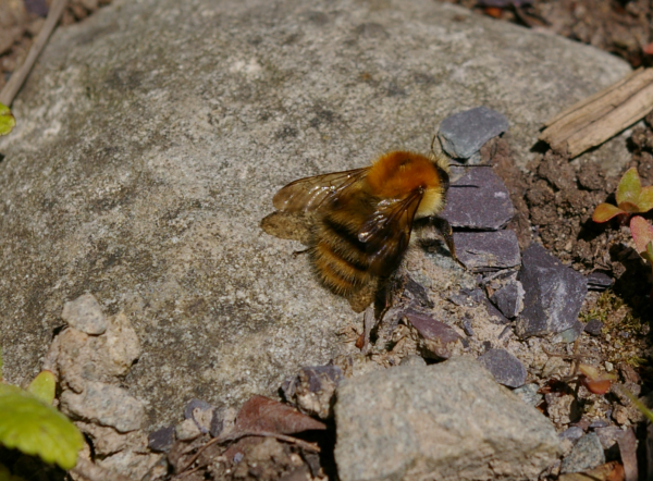 How To Tell If A Bee Is Dead Or Sleeping, Dying Or Tired - Guidance