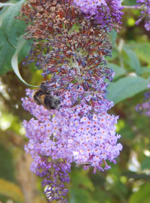 Buddleia For Bees And Butterflies
