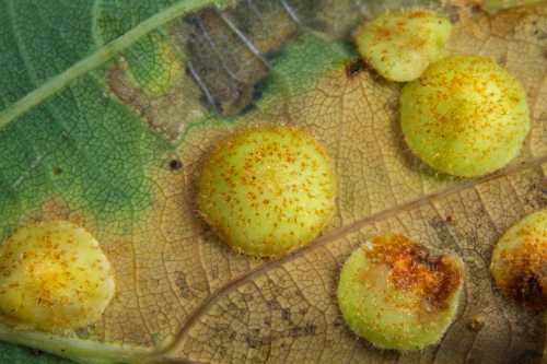 How Do Gall Wasps Make Galls? How Galls Are REALLY Formed Plus Images How Do Gall Wasps Make Galls? How Galls Are REALLY Formed Plus Images