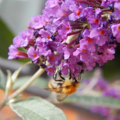 Buddleia For Bees And Butterflies