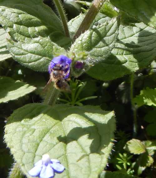 Buffish Mining Bee - Andrena nigroaenea