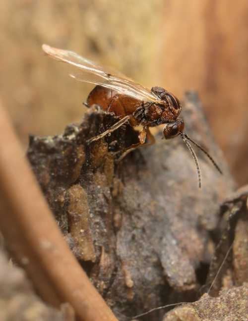 How Do Gall Wasps Make Galls? How Galls Are REALLY Formed Plus Images How Do Gall Wasps Make Galls? How Galls Are REALLY Formed Plus Images