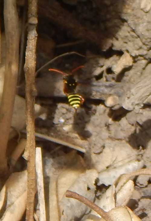 Gooden's Nomad Bee - Nomada goodeniana