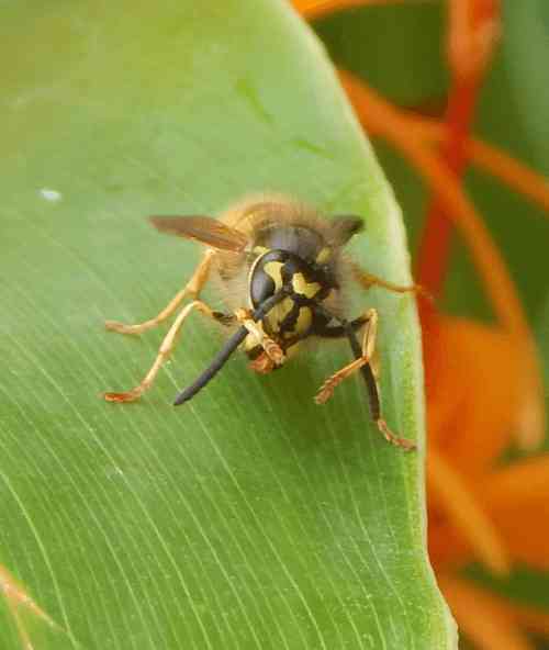 Wasp Nests - What A Nest Looks Like And What To Do About Them