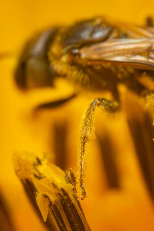Bees Are Amazing! - The Wonderful World Of Bees Explored