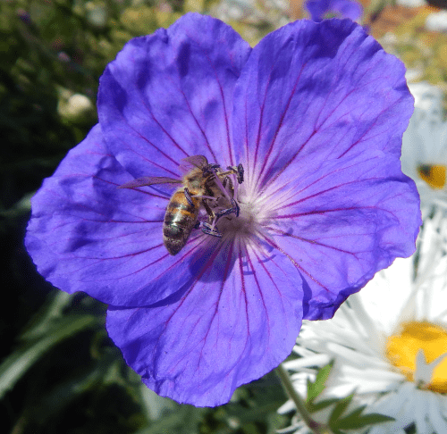 Plant Hardy Geraniums For Bees