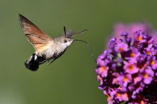 Bee That Looks Like A Humming Bird -What Is It? With Video And Images