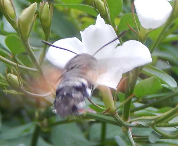 Bee That Looks Like A Humming Bird -What Is It? With Video And Images