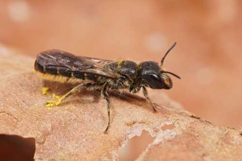 25 Types Of Bees To Look Out For In Your Garden & Local Area - Photos