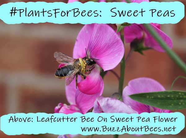 What Is A Carpenter Bee? Lifecycle, Nesting, Foraging And Habitat