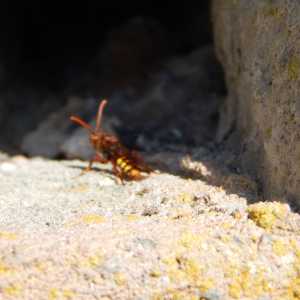 Flavous Nomad Bee - Nomada flava