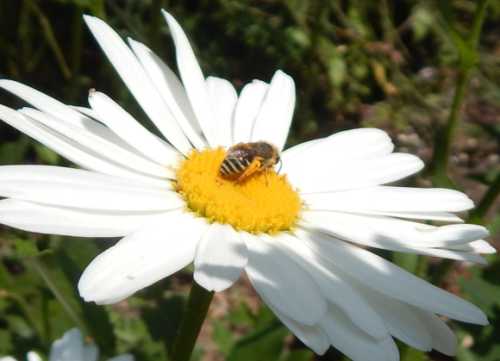 Colletes - Plasterer Bees