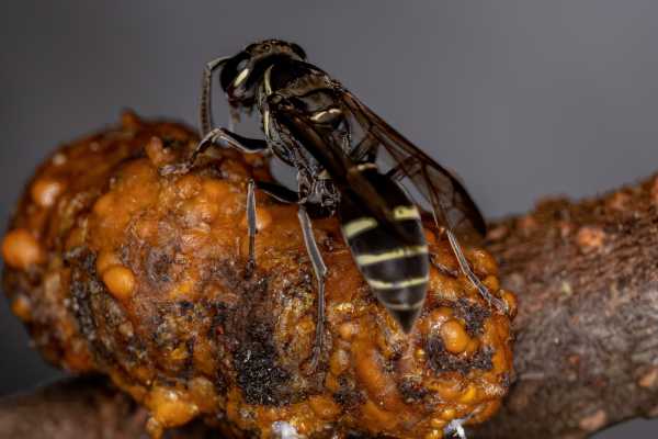 How Do Gall Wasps Make Galls? How Galls Are REALLY Formed Plus Images How Do Gall Wasps Make Galls? How Galls Are REALLY Formed Plus Images