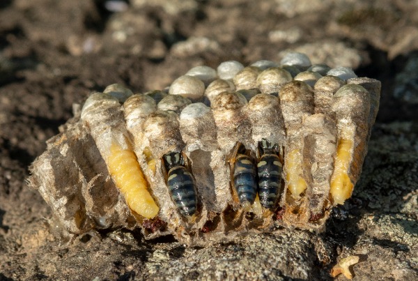 Mud Dauber Life Cycle