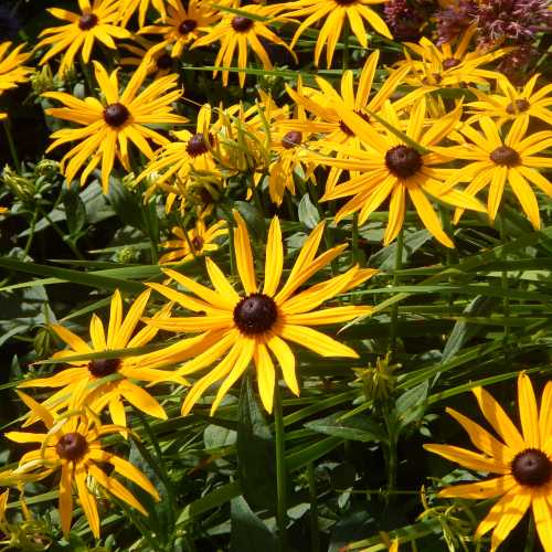 Plant Rudbeckia For Bees And Butterflies