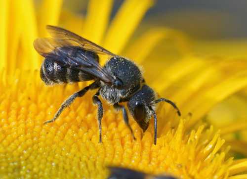 25 Types Of Bees To Look Out For In Your Garden & Local Area - Photos