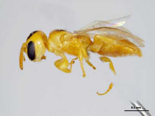 World's Smallest Bee